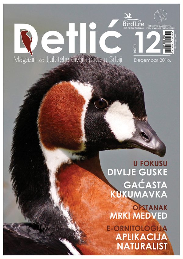 Časopis Detlić br. 12